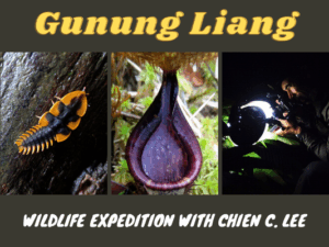 Gunung Liang: Nepenthes & Wildlife Photo-hunt With Chien Lee